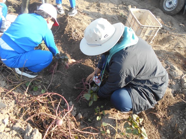 藤岡市立神流小学校 | 学校日記 | 10月30日（木) 5年生サツマイモ掘り 1